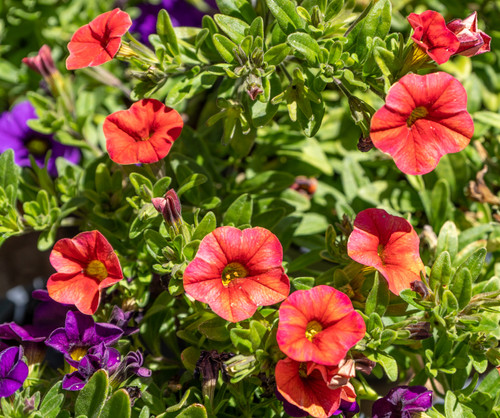 Calibrachoa 4"pot Colibri Orange | Viola’s Flower Garde