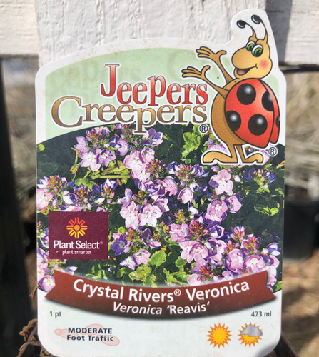 Crystal Rivers Veronica Reavis 4"pot | Viola’s Flower Garde