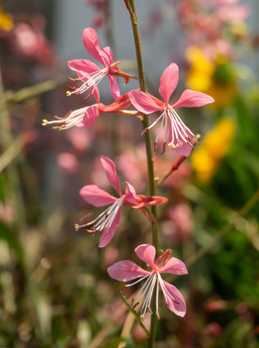 Gaura 1gal Ballerina Rose | Viola’s Flower Garde