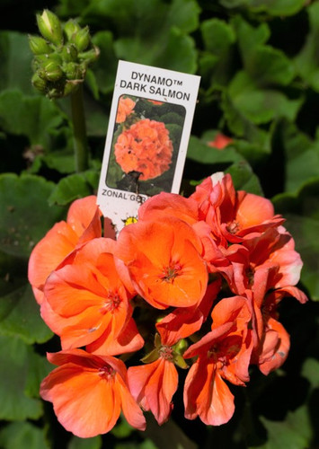 Geranium Zonal 12"pot Dynamo Dark Salmon | Viola’s Flower Garde