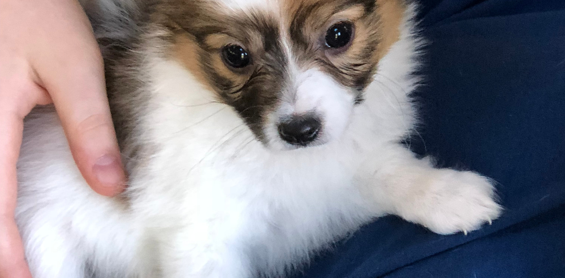 Purebred Papillon Breeder in Virginia