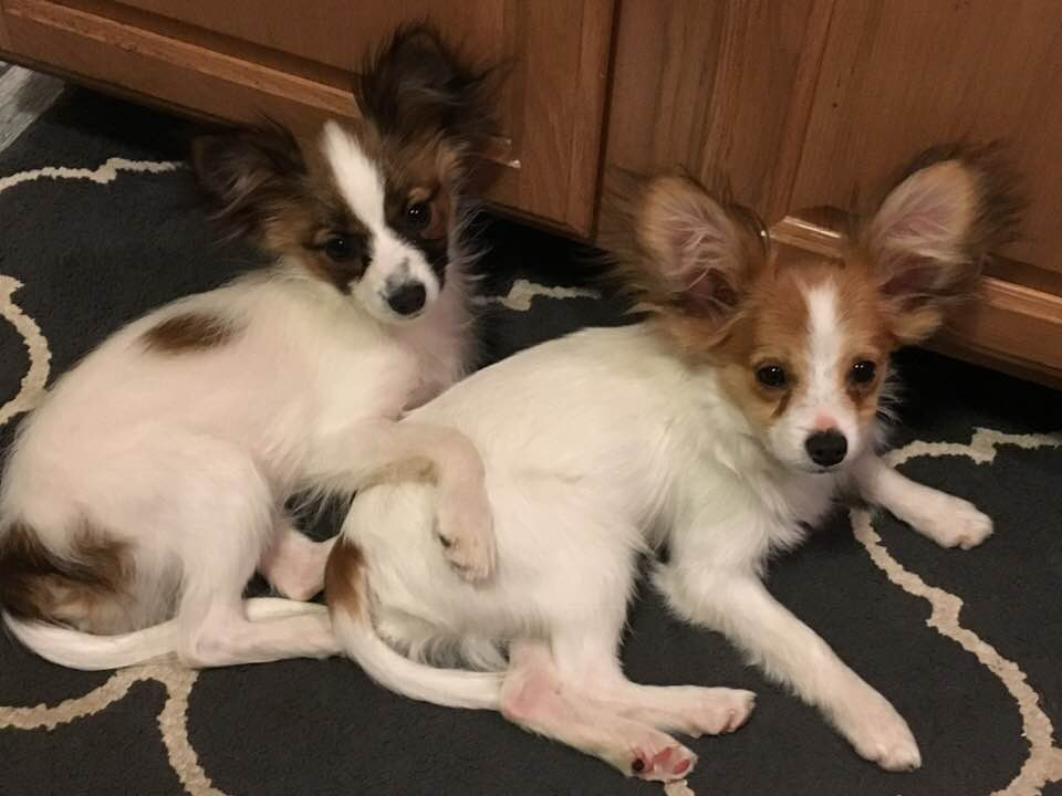 Purebred Papillon Breeder in Virginia