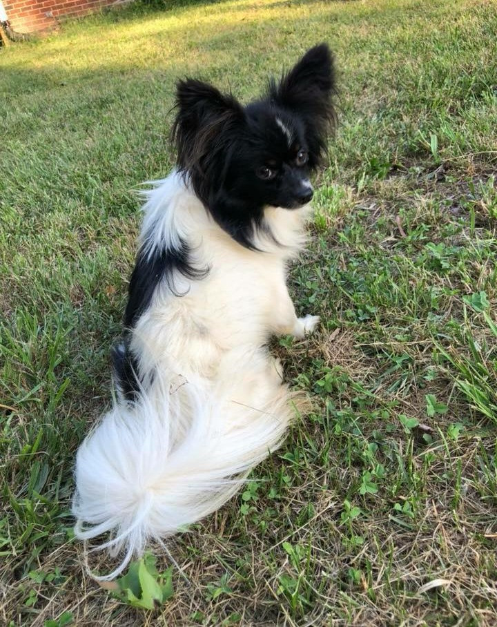 Purebred Papillon Breeder in Virginia