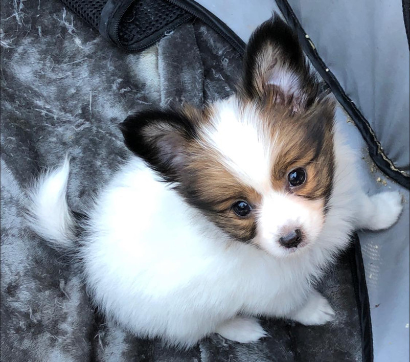 Papillon Puppies | AKC Purebred Papillons