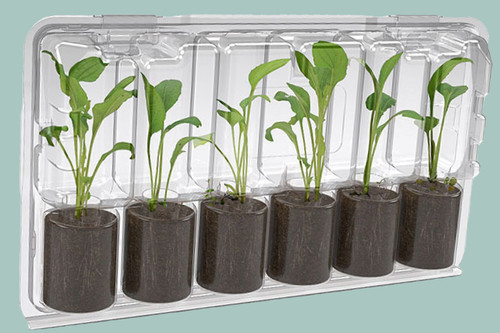 Plug Plants by Post | Longwell Green Plant