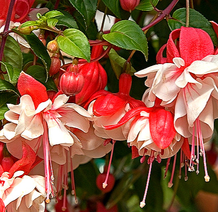 FUCHSIA (Trailing) - "Swingtime" | Longwell Green Plant