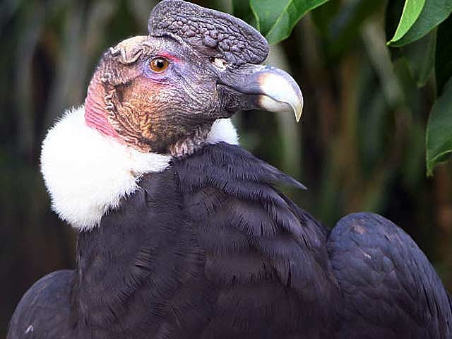 Animales del perú - Imagui