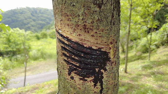 GOENNE | What is Urushi? | Urushi Japanese lacquer and Kintsugi Supplies