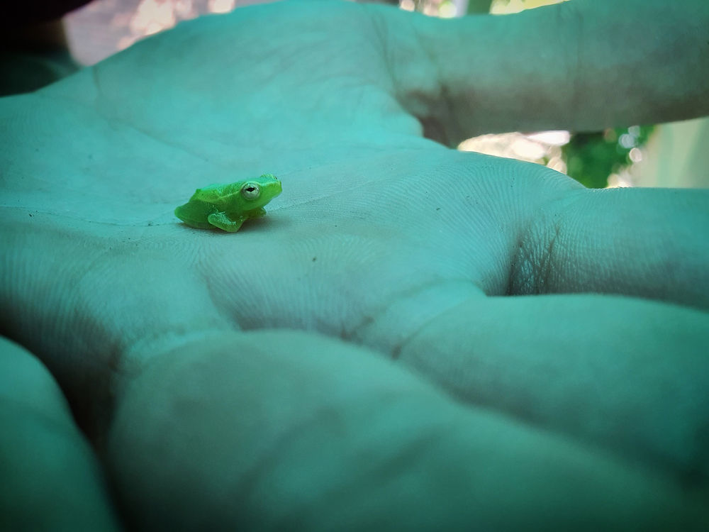 Amphibians I Love - The Water Lily Reed Frog | The Go-To Guy