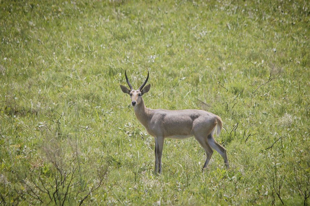 Animals I Love - The Common Reedbuck | The Go-To Guy