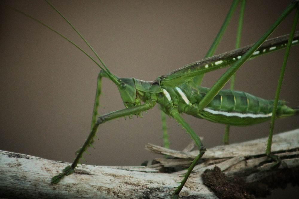 Insects I Love - The Predatory Katydid | The Go-To Guy