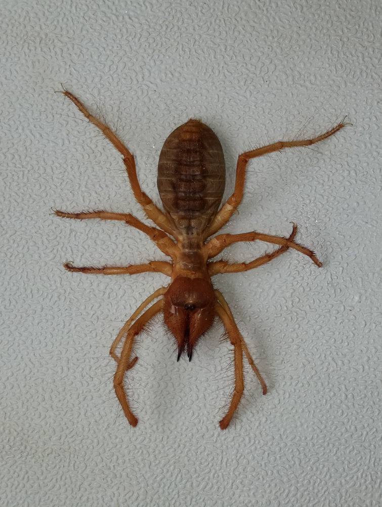 Insects I Love - The Sun Spider | The Go-To Guy