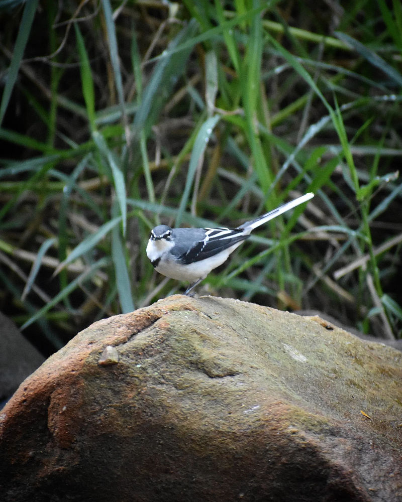Birds I Love - The Mountain Wagtail | The Go-To Guy