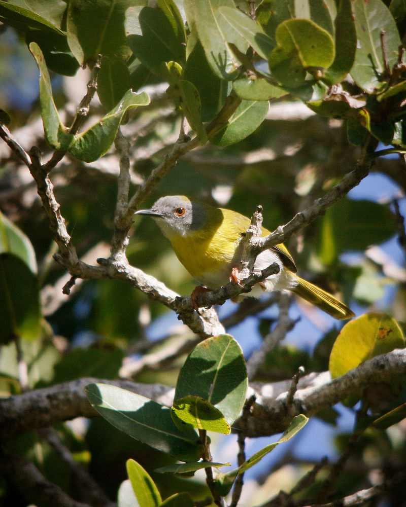 Birds I Love - The Yellow - Breasted Apalis | The Go-To Guy