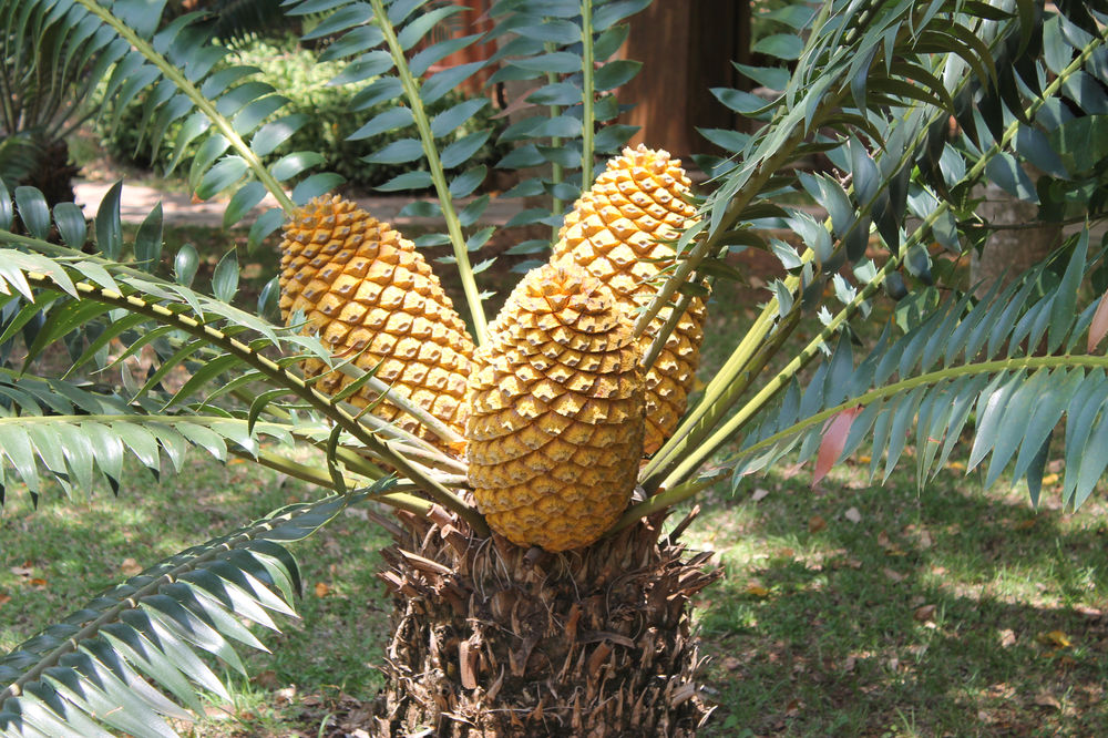 Plants I Love - The Natal Giant Cycad | The Go-To Guy