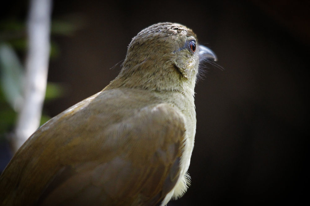Birds I Love - The Yellow - Bellied Greenbul | The Go-To Guy