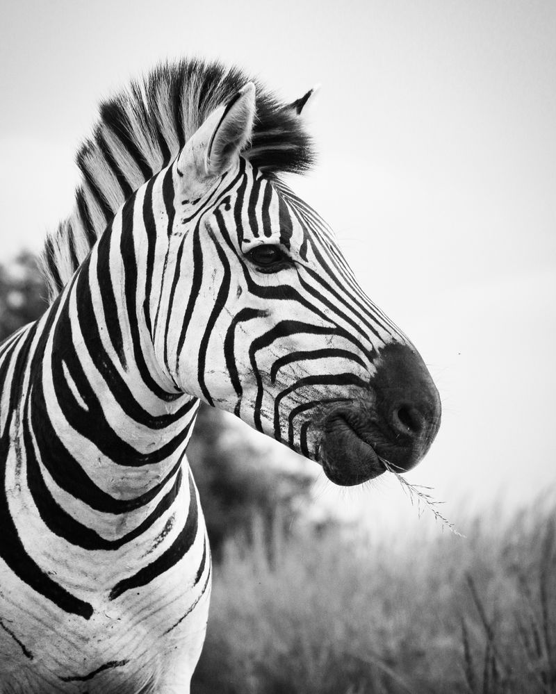 Animals I Love - The Burchell's Zebra | The Go-To Guy