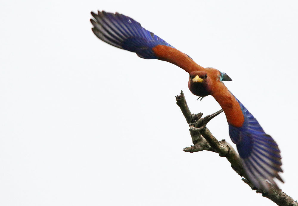 Birds I Love - The Broad - Billed Roller | The Go-To Guy