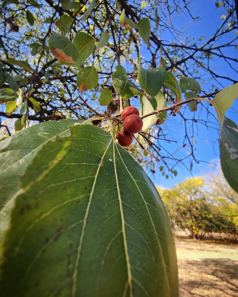 Plants I Love - The Buffalo Thorn | The Go-To Guy