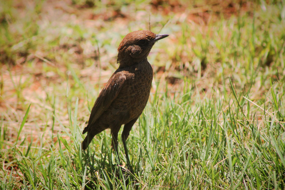 Birds I Love - The Ant - Eating Chat | The Go-To Guy