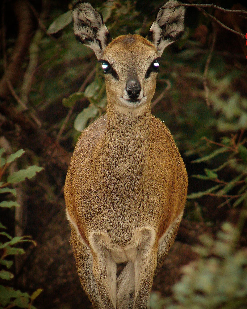 Animals I Love - The Klipspringer | The Go-To Guy