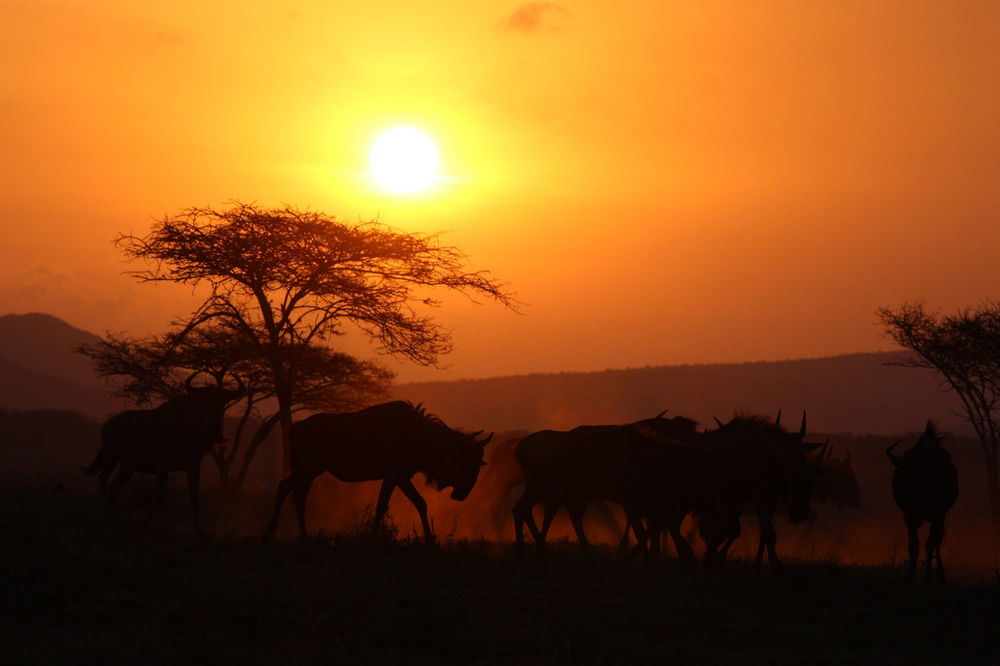 Animals I Love – The Blue Wildebeest | The Go-To Guy