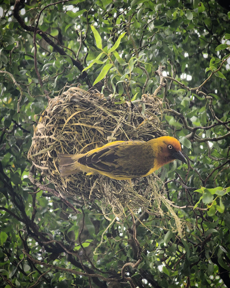 Birds I Love - The Cape Weaver | The Go-To Guy