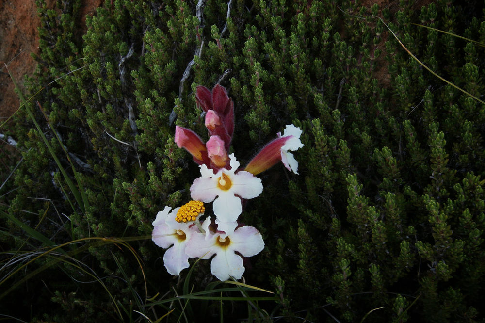 Plants I Love - The Harveya Ink Flower | The Go-To Guy