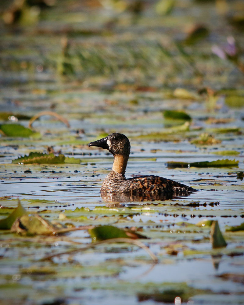 Birds I Love - The White - Backed Duck | The Go-To Guy