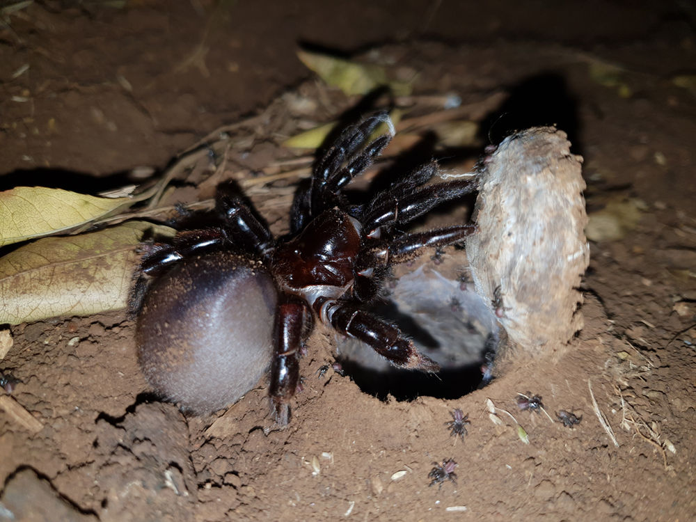Spiders I Love - The African Trapdoor Spider | The Go-To Guy