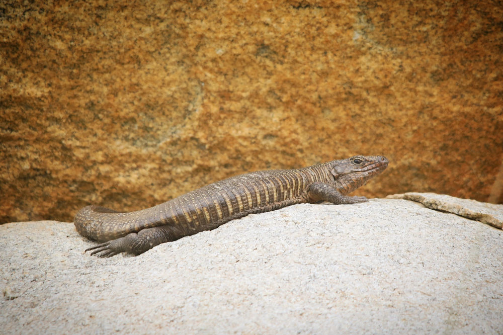 Reptiles I Love - The Giant Plated Lizard | The Go-To Guy