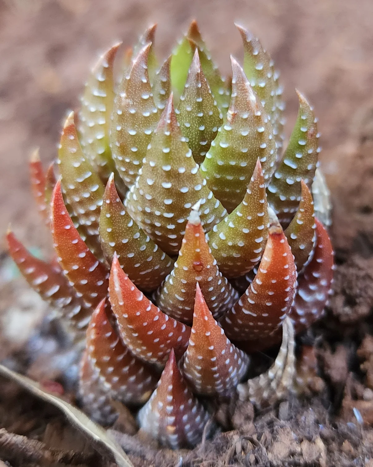 Plants I Love - The Wart Plant | The Go-To Guy