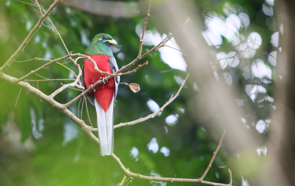 Birds I Love - The Narina Trogon | The Go-To Guy