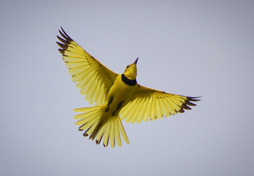 Birds I Love - The Golden Pipit | The Go-To Guy