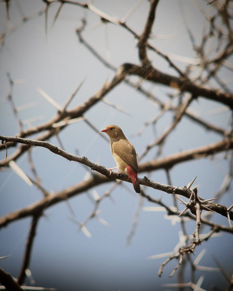 Birds I Love - The Red - Billed Firefinch | The Go-To Guy
