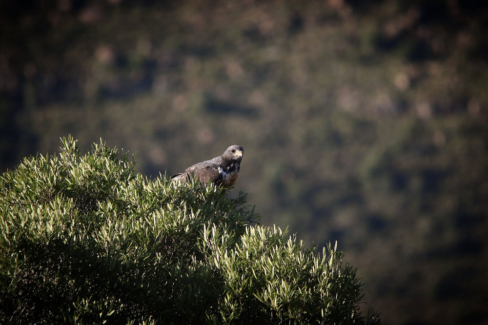 Birds I Love - The Jackal Buzzard | The Go-To Guy
