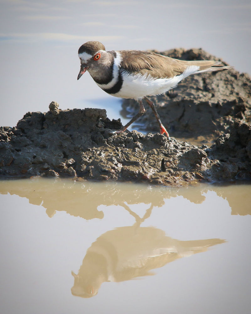 Birds I Love – The Three - Banded Plover | The Go-To Guy