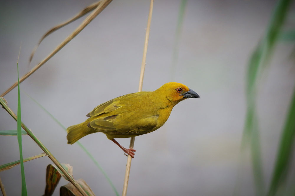 Birds I Love - The Yellow Weaver | The Go-To Guy