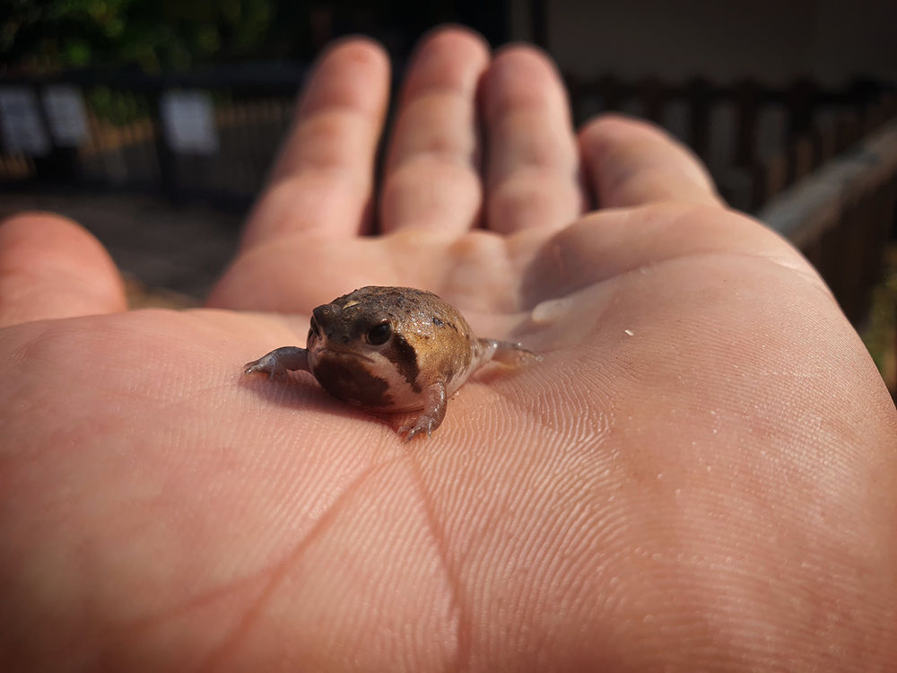 Amphibians I Love - The Whistling Rain Frog | The Go-To Guy