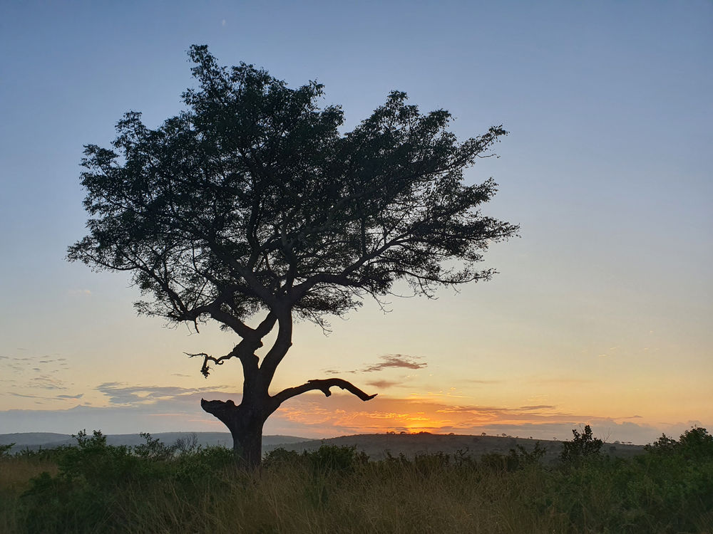 Plants I Love - The Marula Tree | The Go-To Guy
