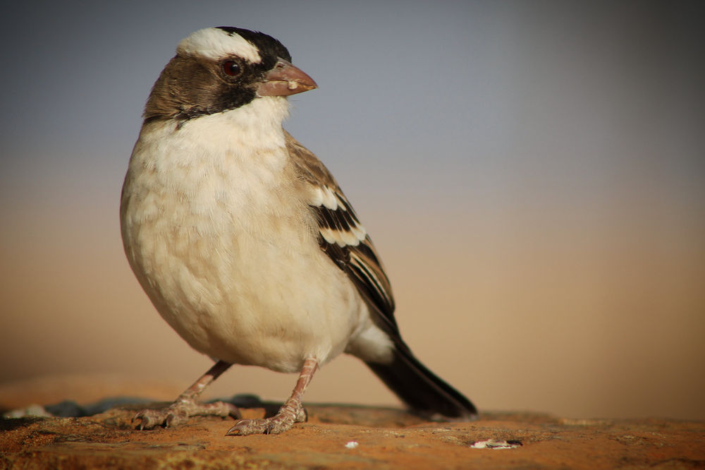 Birds I Love - The White - Browed Sparrow - Weaver | The Go-To Guy