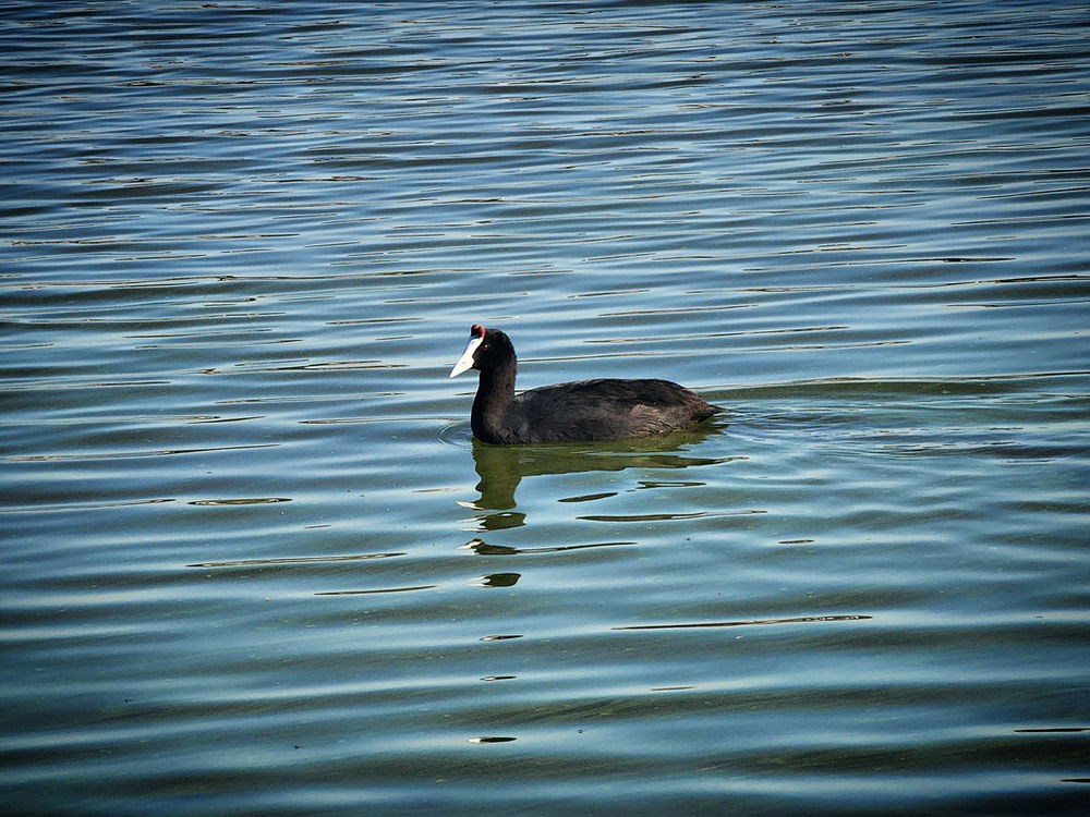 Birds I Love - The Red - Knobbed Coot | The Go-To Guy