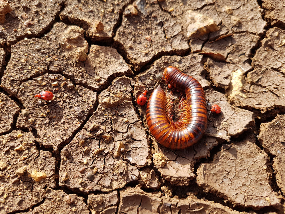 Insects I Love - The Millipede Assassin Bug | The Go-To Guy