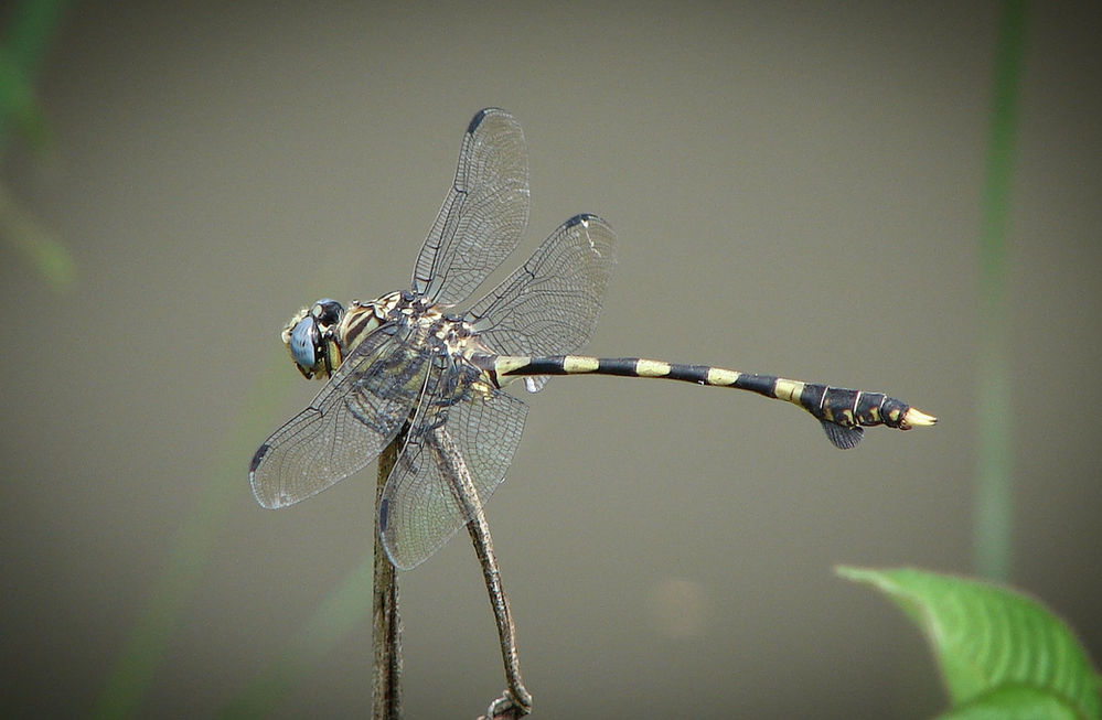Insects I Love - The Common Tigertail | The Go-To Guy