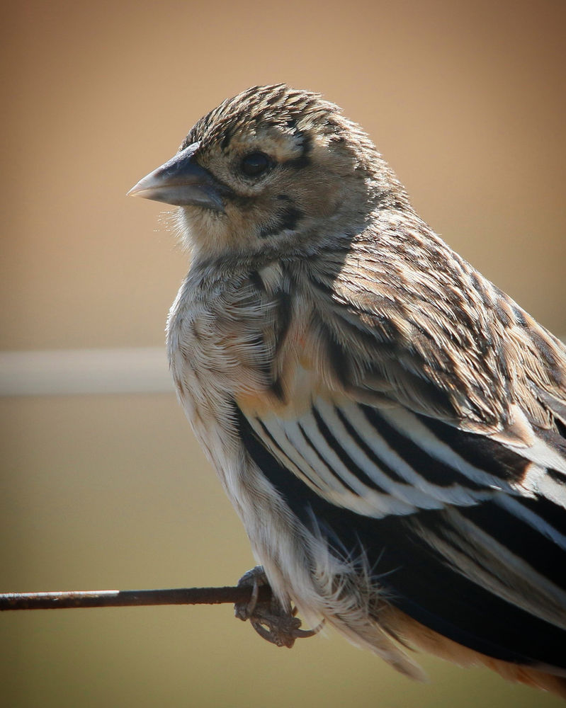 Birds I Love - The Long - Tailed Widowbird | The Go-To Guy