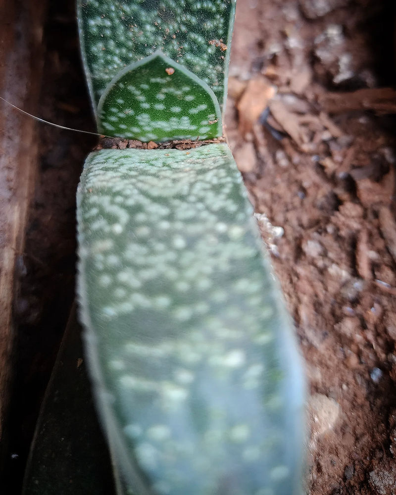 Plants I Love - The Ox - Tongue | The Go-To Guy