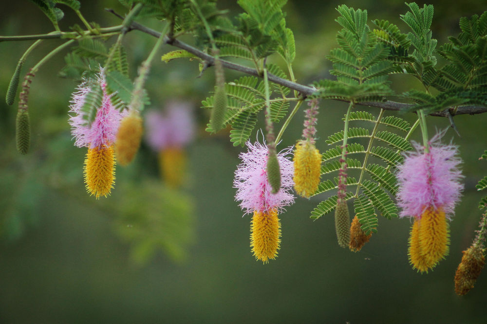 Plants I Love - The Sickle Bush | The Go-To Guy
