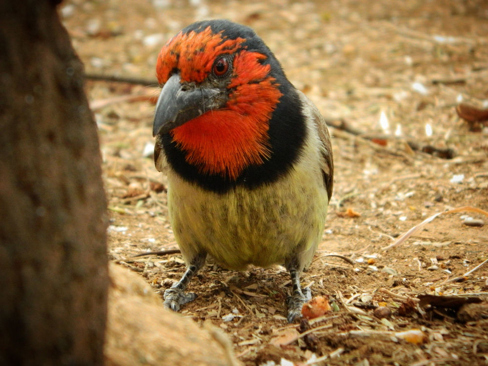 Birds I Love - The Black - Collared Barbet | The Go-To Guy