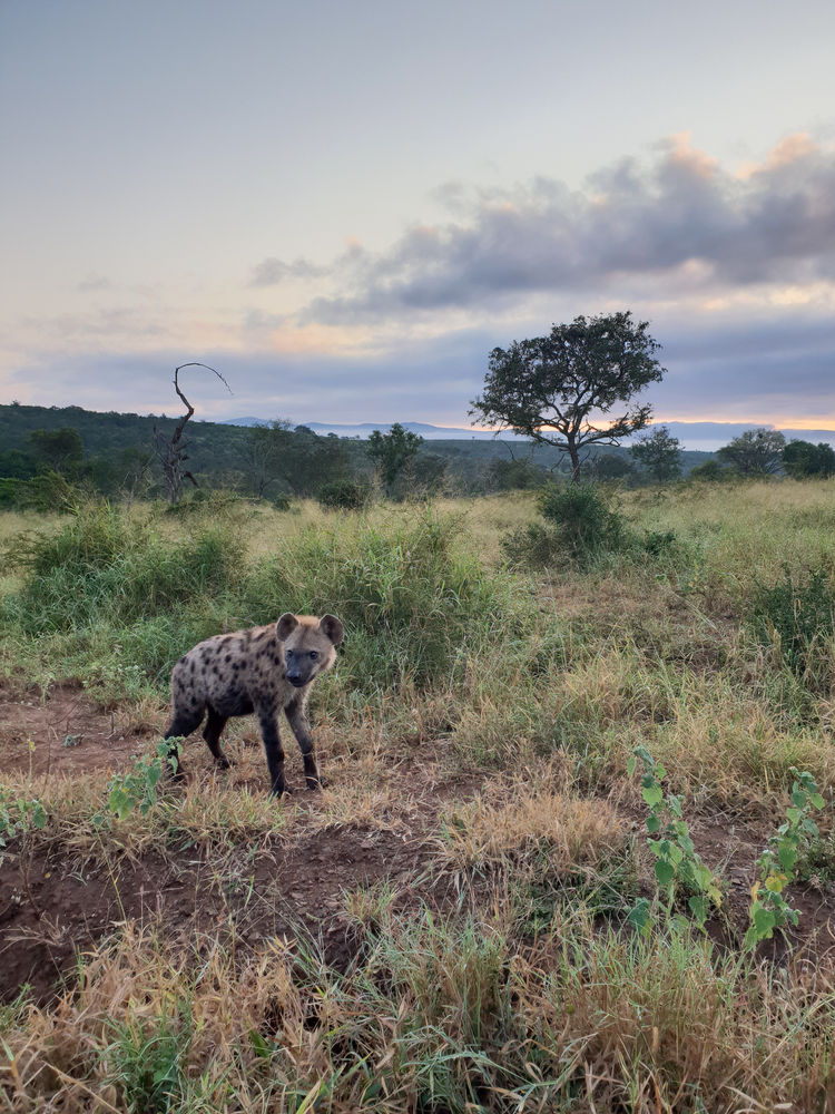 World Animal Day - World Hyena Day 27 April 2024 | The Go-To Guy