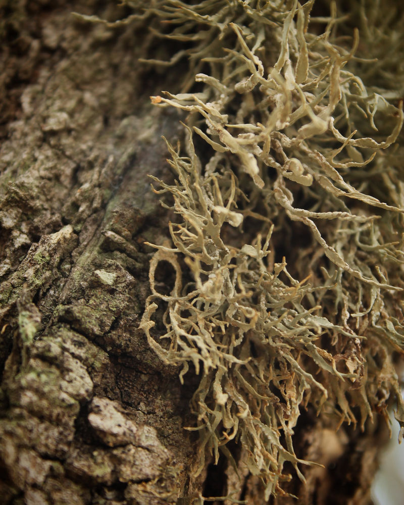 Things I Love - The Beard Lichen | The Go-To Guy
